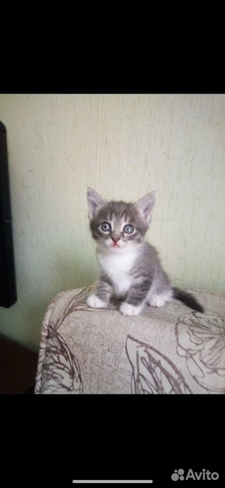 Котёнок (девочка)