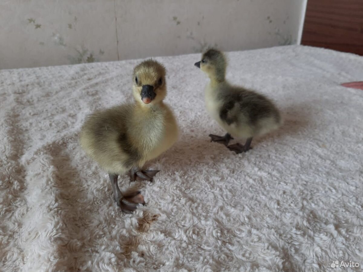 Гусята суточные