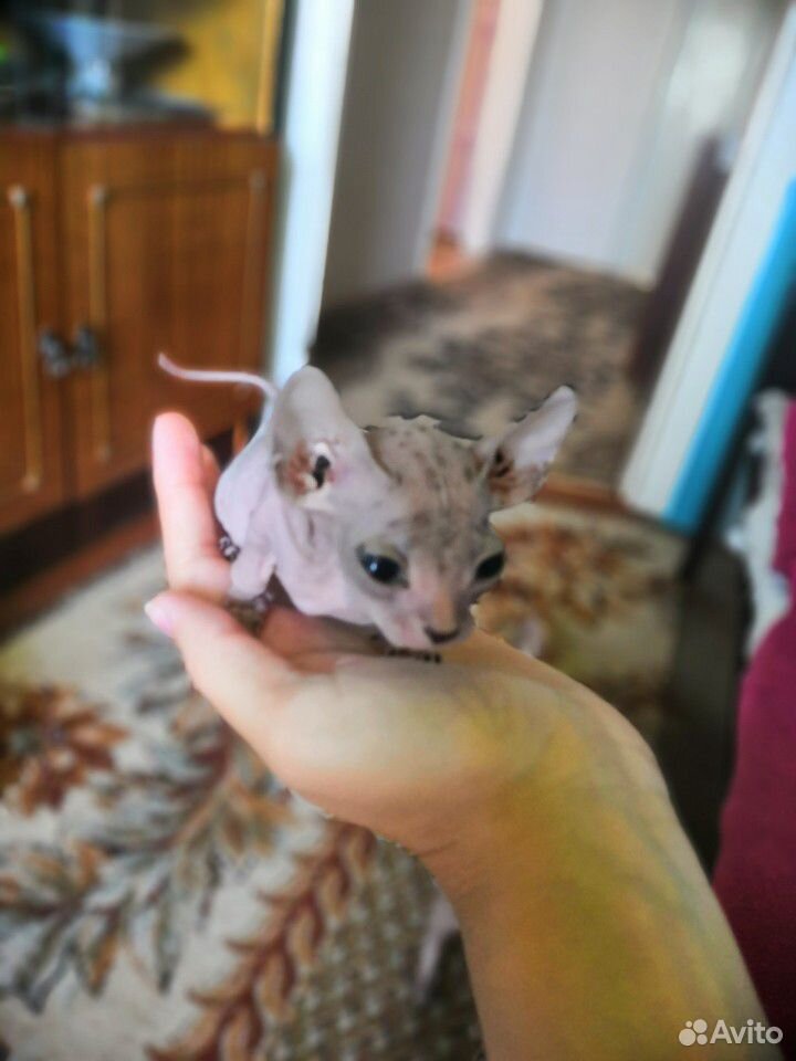 Продам сфинкса