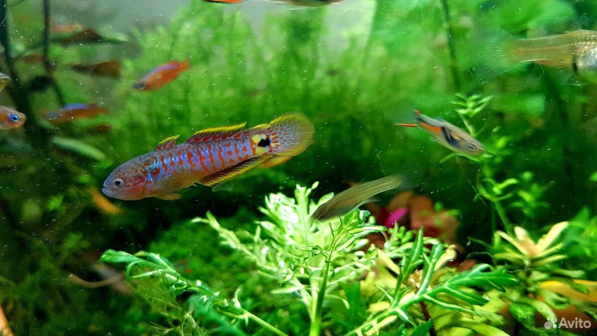 Элиотрисы ковровые собственного разведения