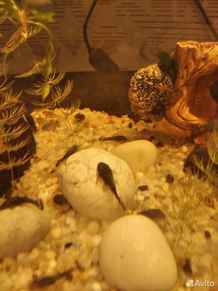 Мальки сомика анцитруса