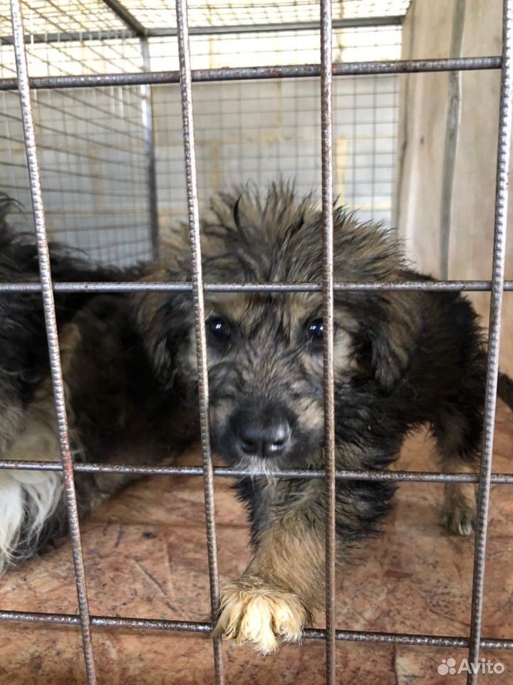 Кудрявая девочка в добрые руки