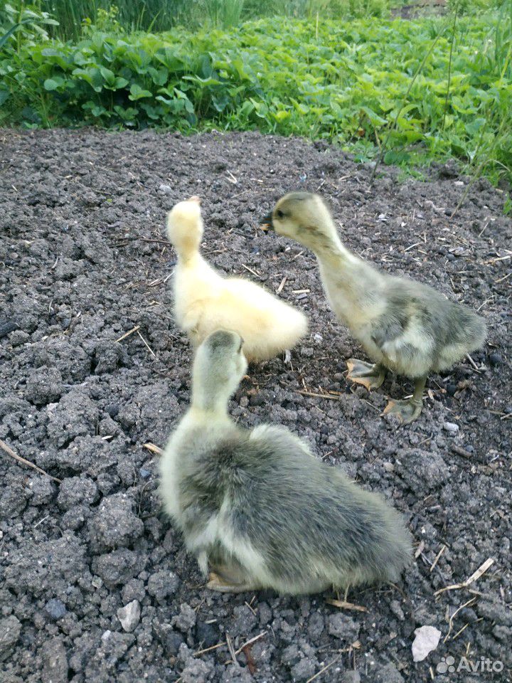 Гусята