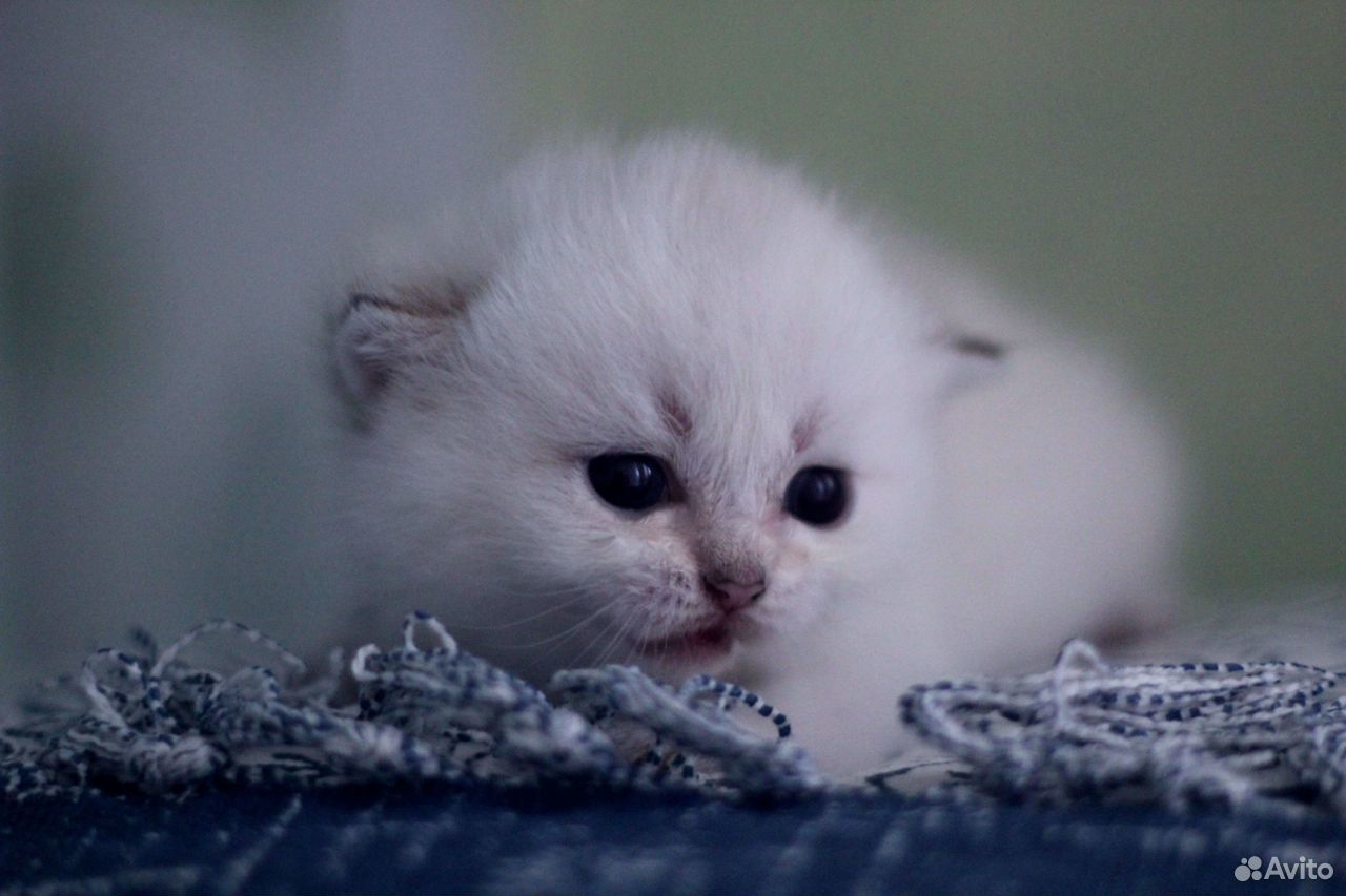 Эксклюзивная девочка шиншилла пойнт на золоте