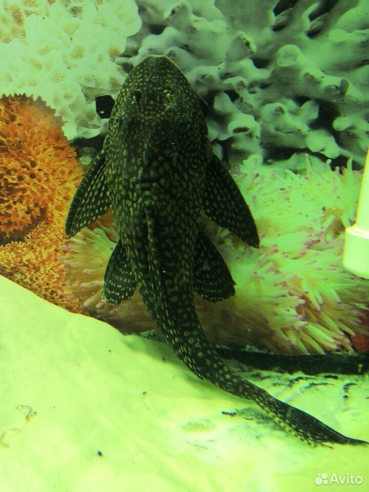 Порчевый Птеригоплихт