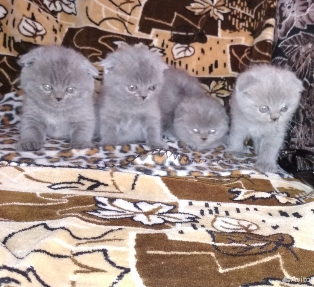 Британская