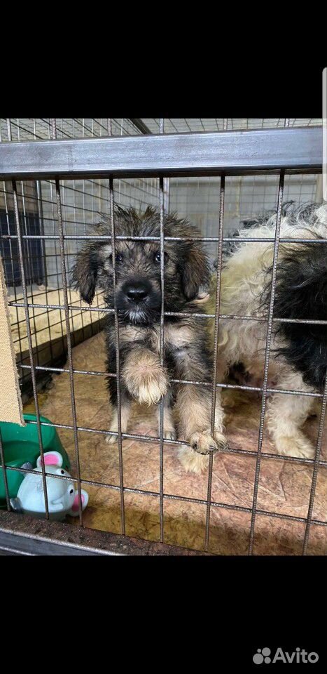 Кудряшка в добрые руки