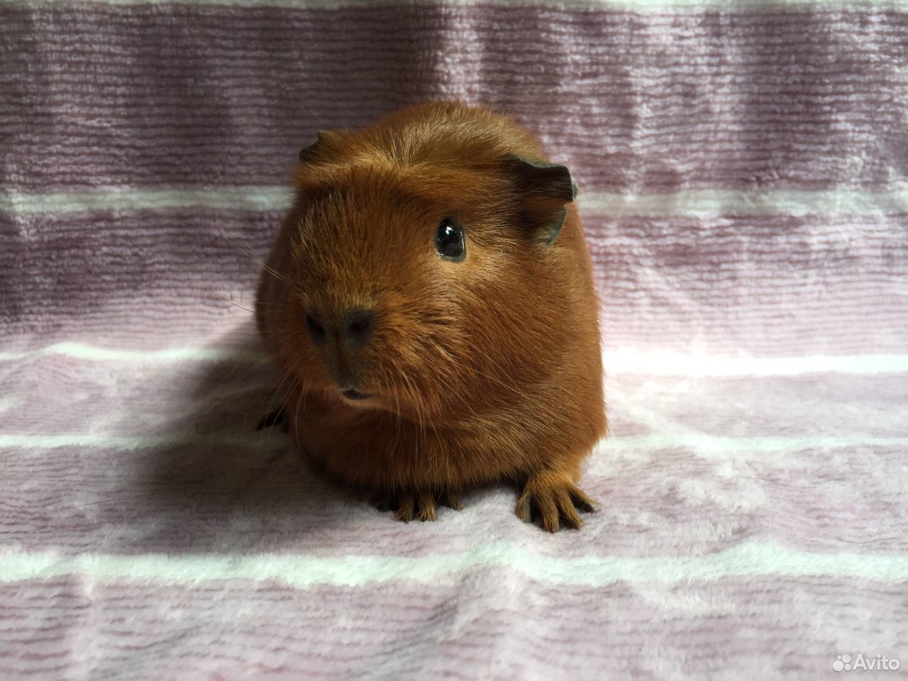 Морская свинка девочка английский крестед