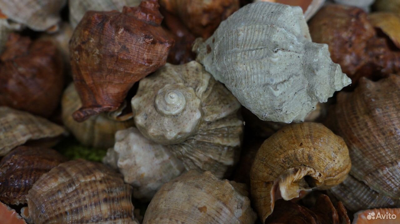 Морские ракушки