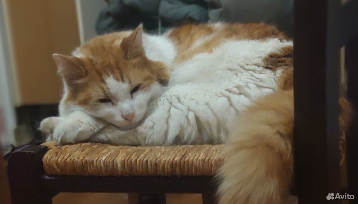 Ласковая кошка в добрые ответственные руки