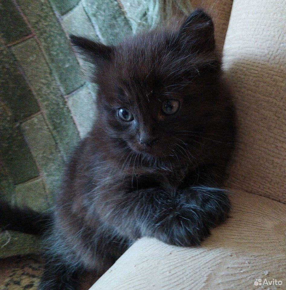 Черный медвежонок в добрый руки