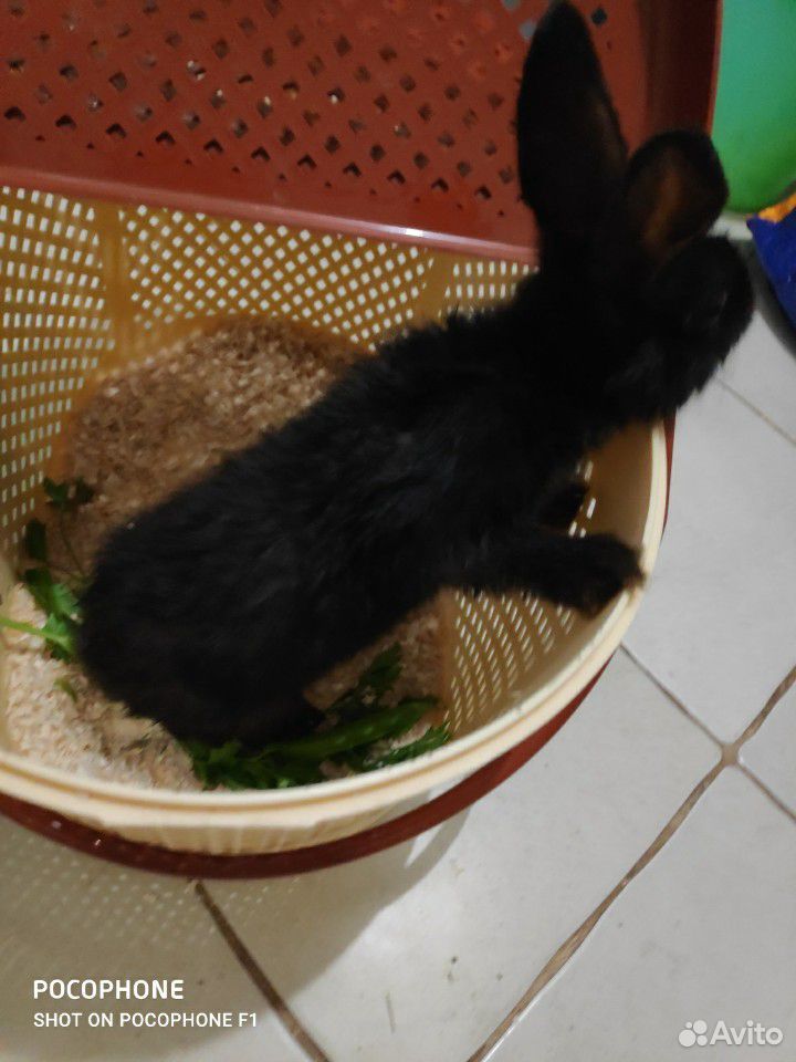 Кролик декоративный 5 мес