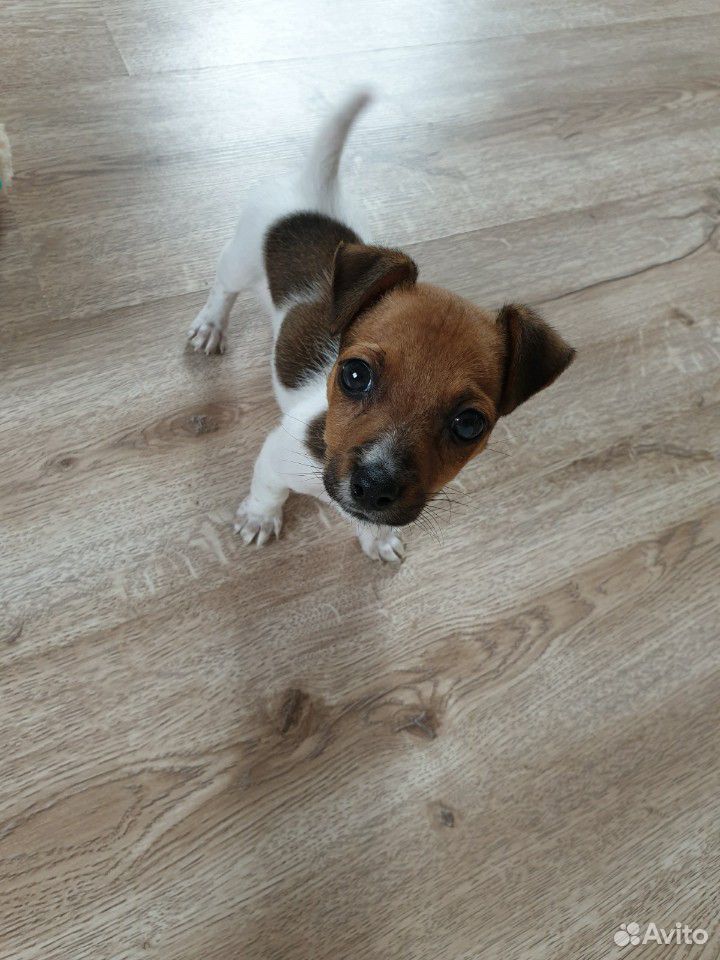 Джек Рассел терьер