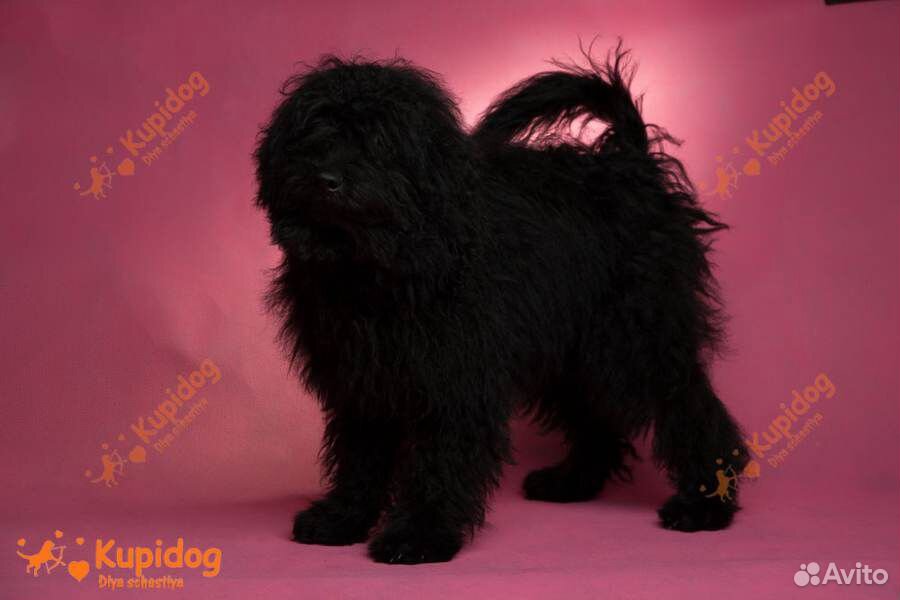 Щенок Пули. Собака с дредами