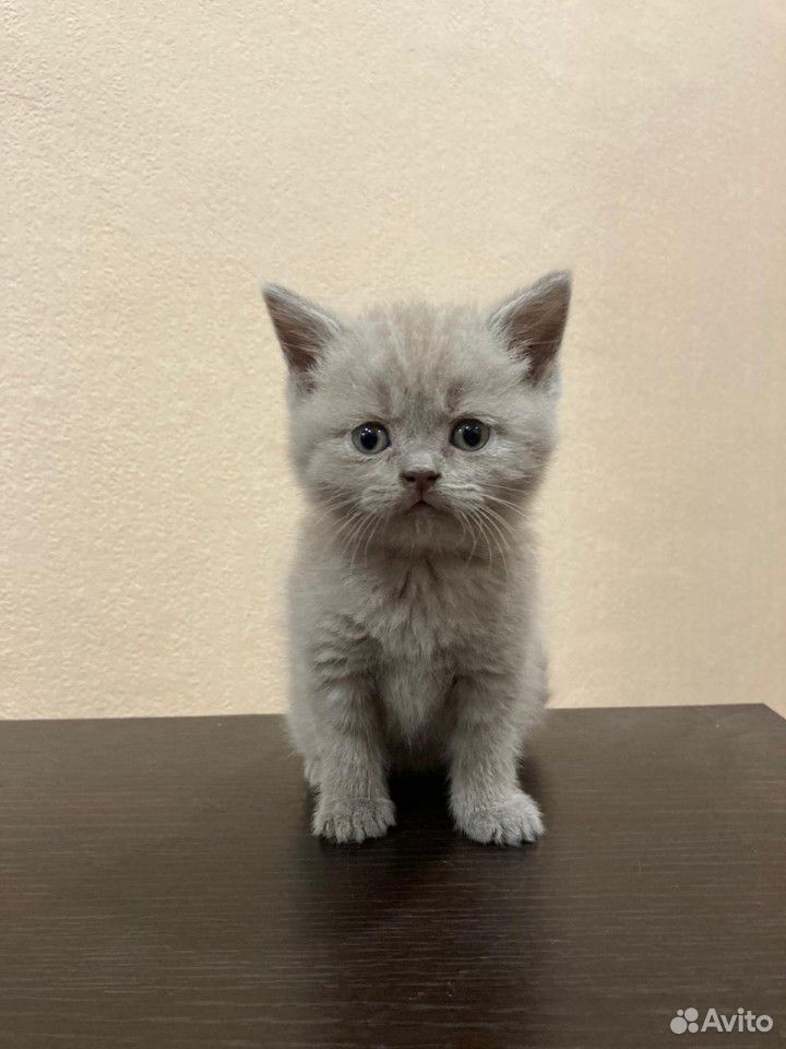 Британский медвежонок