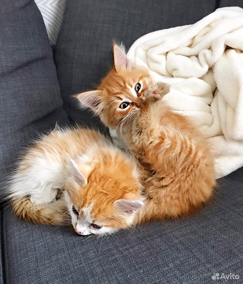 Котики