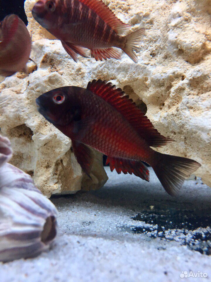 Трофеус sp. red Chimba f1
