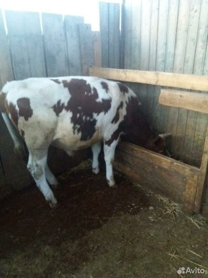 Продаётся крупный рогатый скот