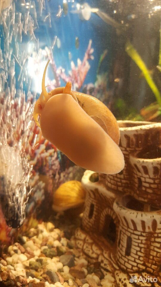 Улитки Ампулярии