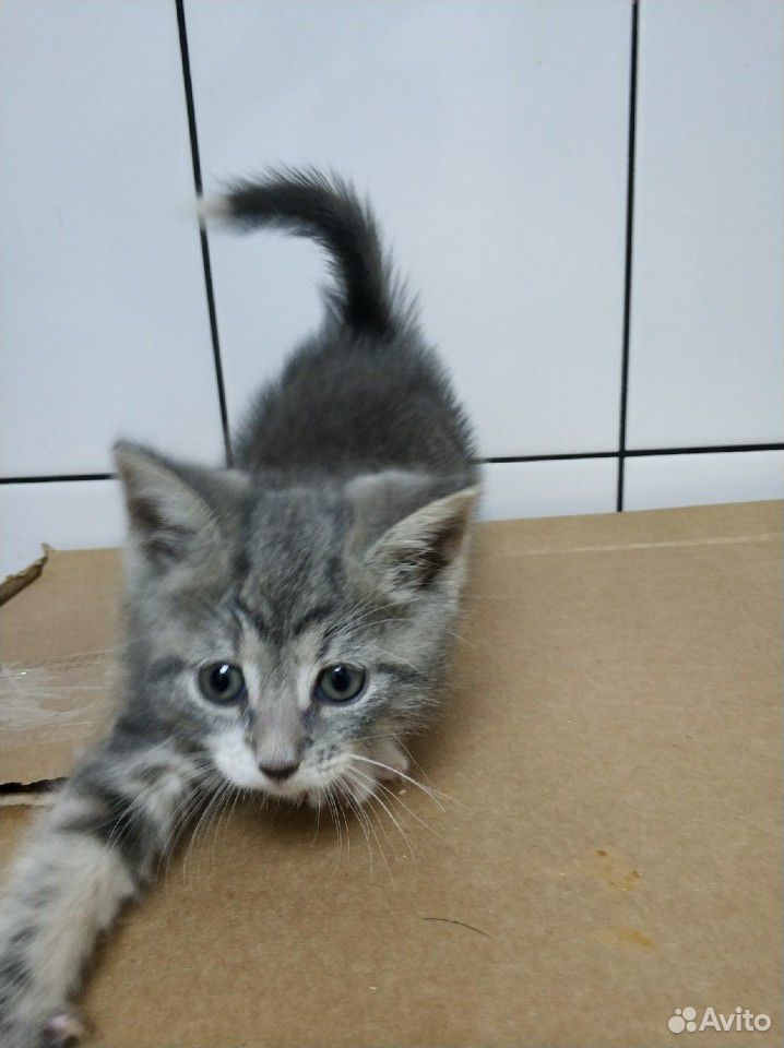 Голубой мальчик 1.5 мес в дар