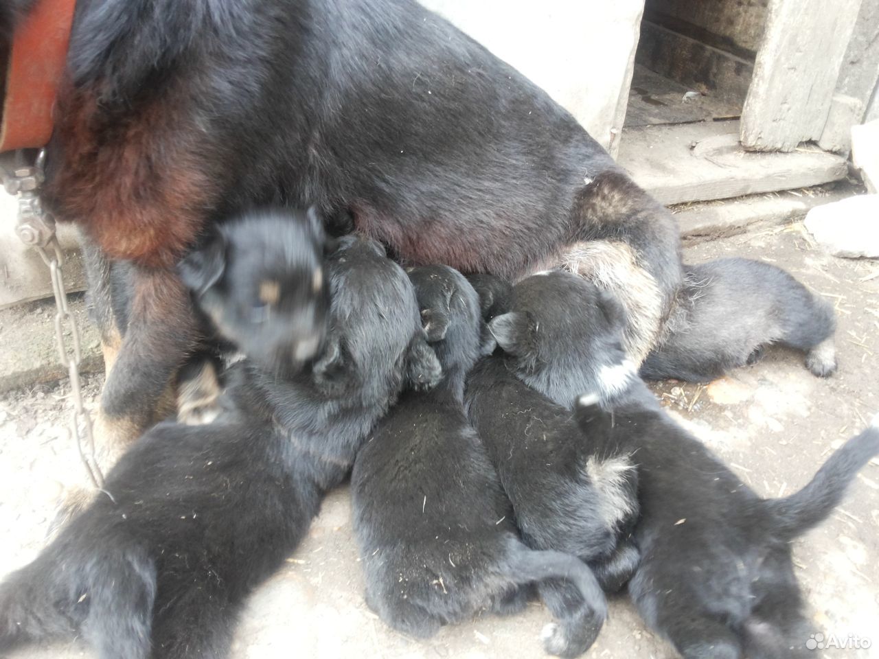 Щенки ищут хозяина