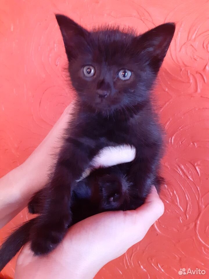 Мальчик от британской кошки