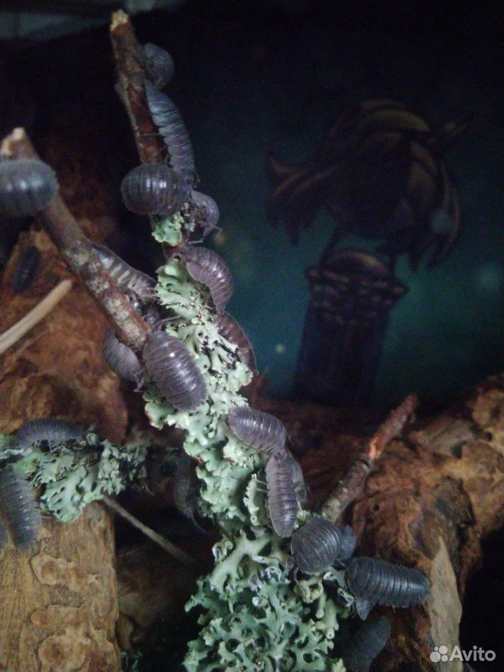 Мокрицы Armandilum frontirostre