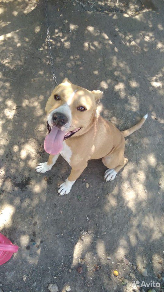 Собака Вязка