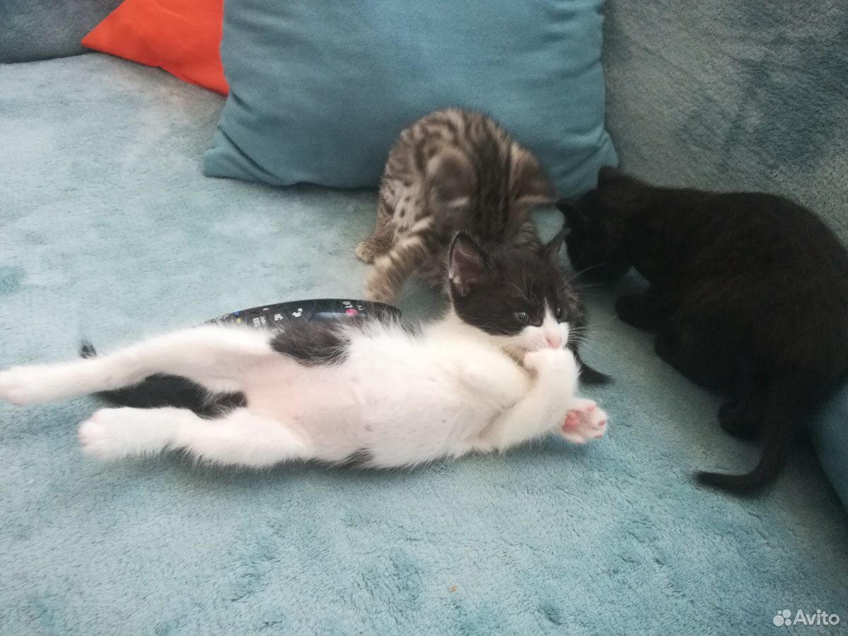 Чудесный малыш ищет самую добрую маму и уютный дом