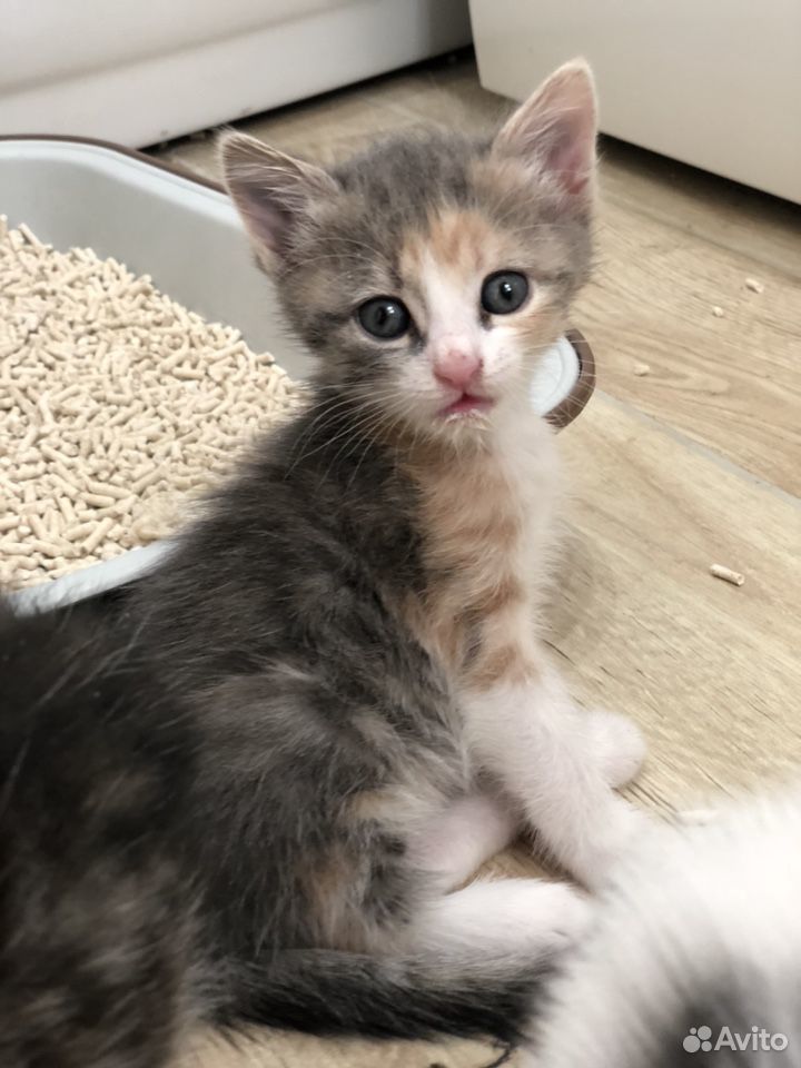 Кошка
