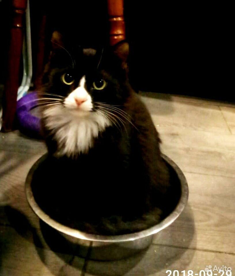 Пушистый чёрно-белый котик Костя