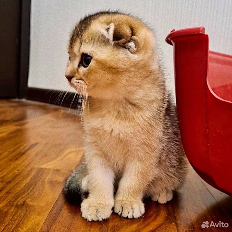 Шотландский вислоухий котёнок