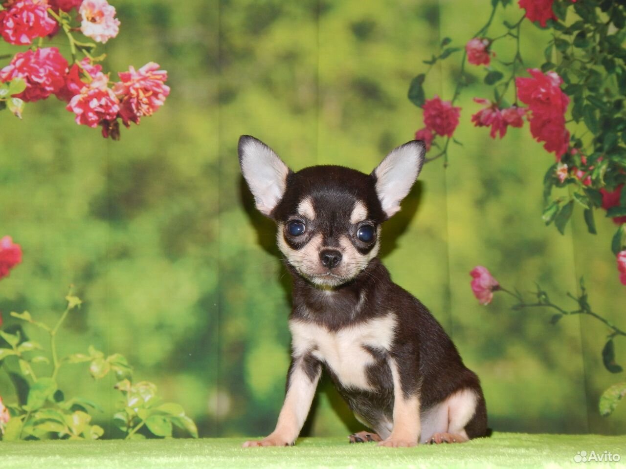 Мини парень