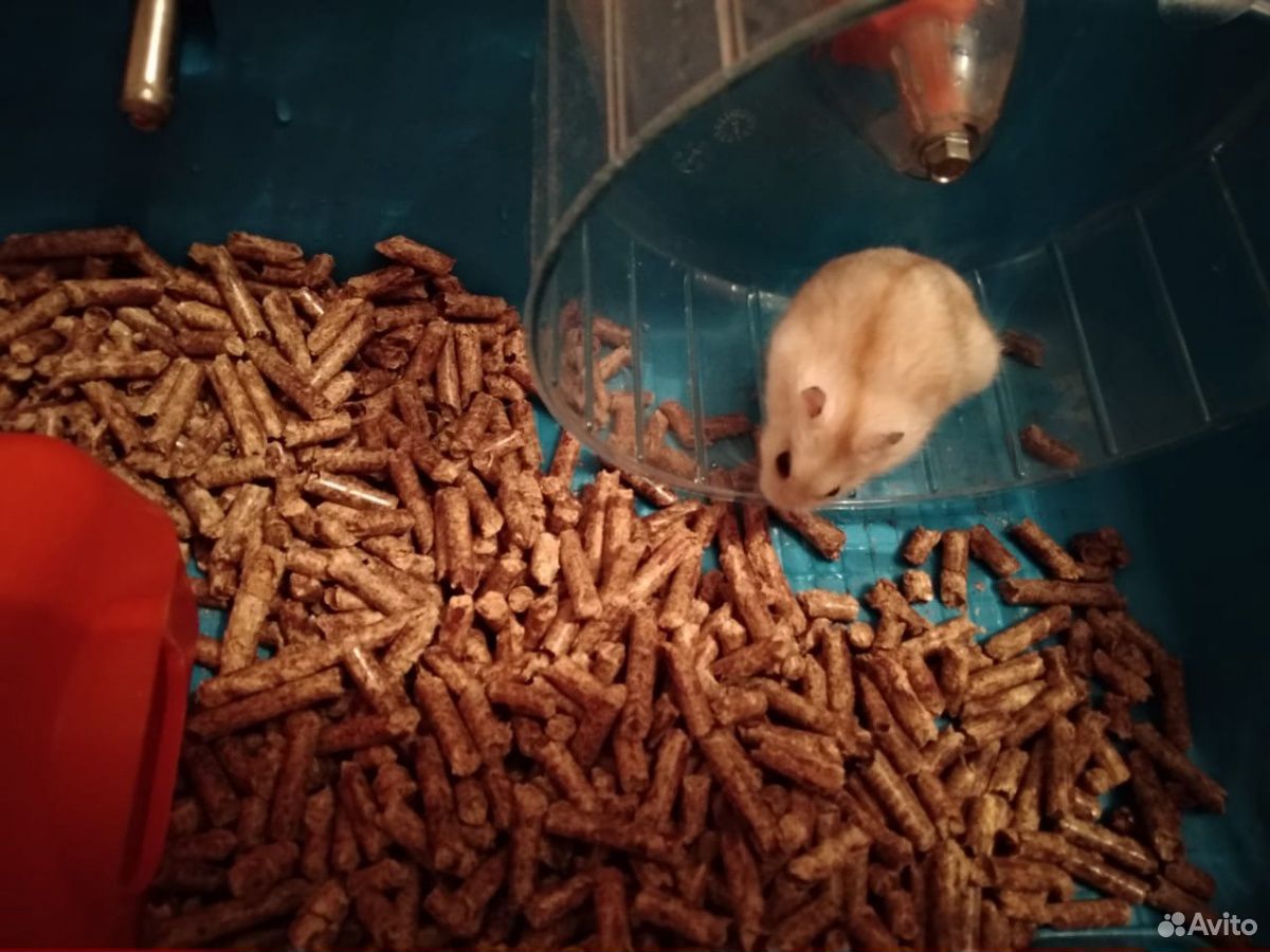 Хомяк