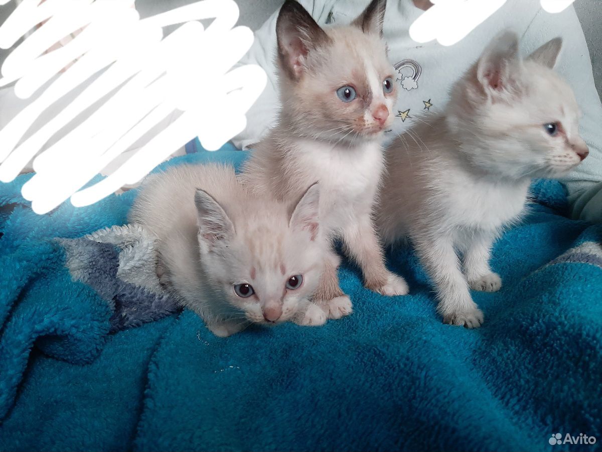 Котята