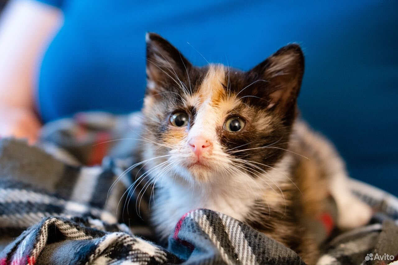 Котенок Капуста ищет дом