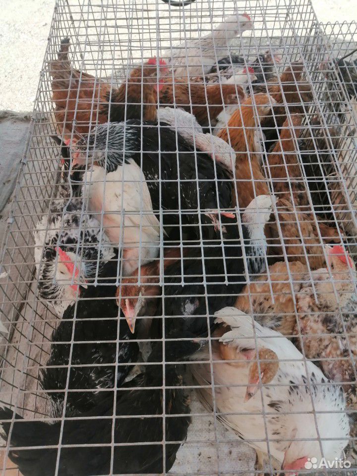 Циплята подрощенные