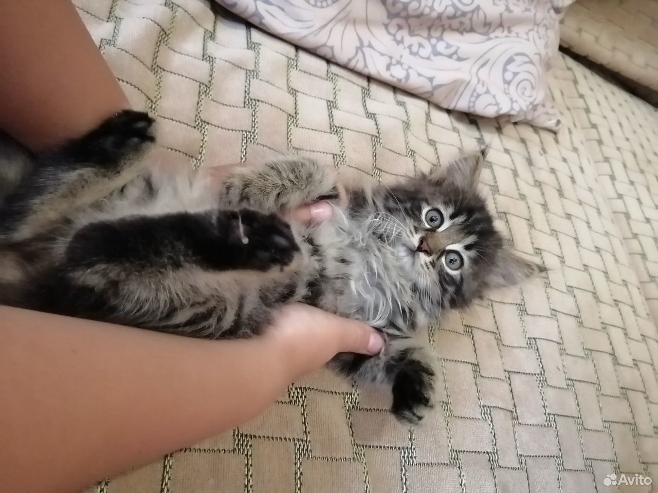 Отдам котёнка 1.5 мес