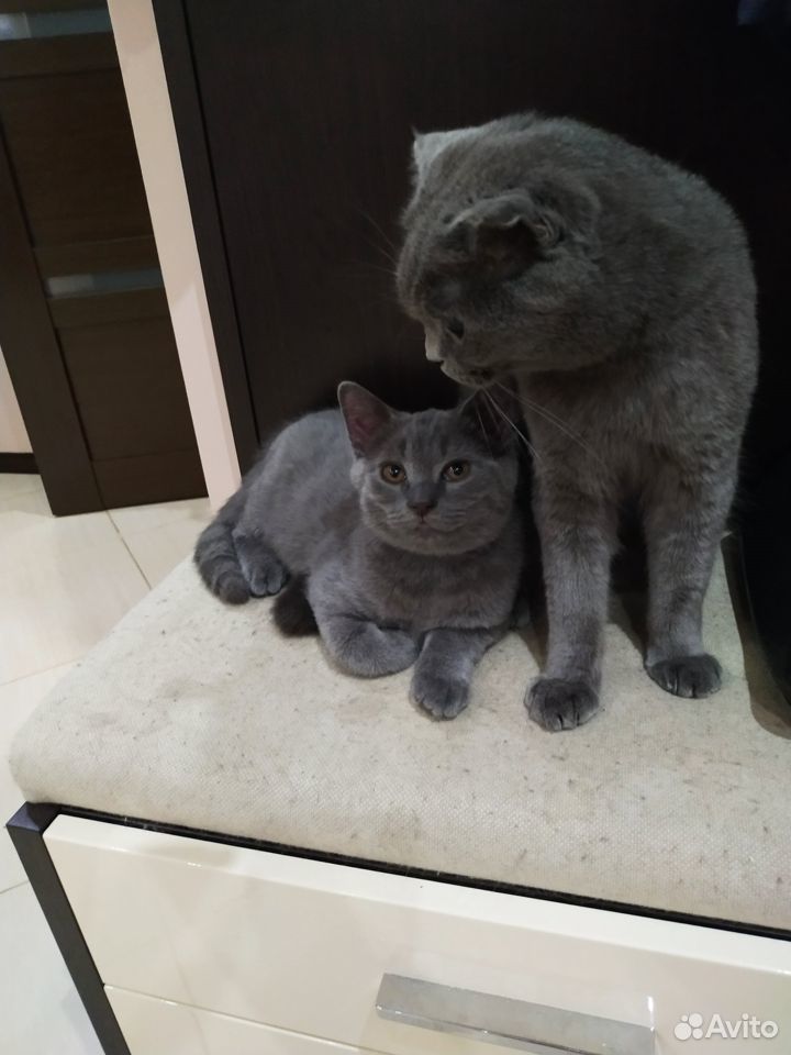 Шотландский котик
