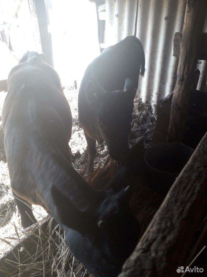 Подсосные телята