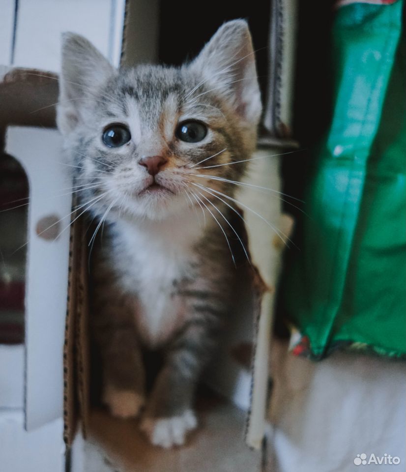 Мини тигрица в добрый руки