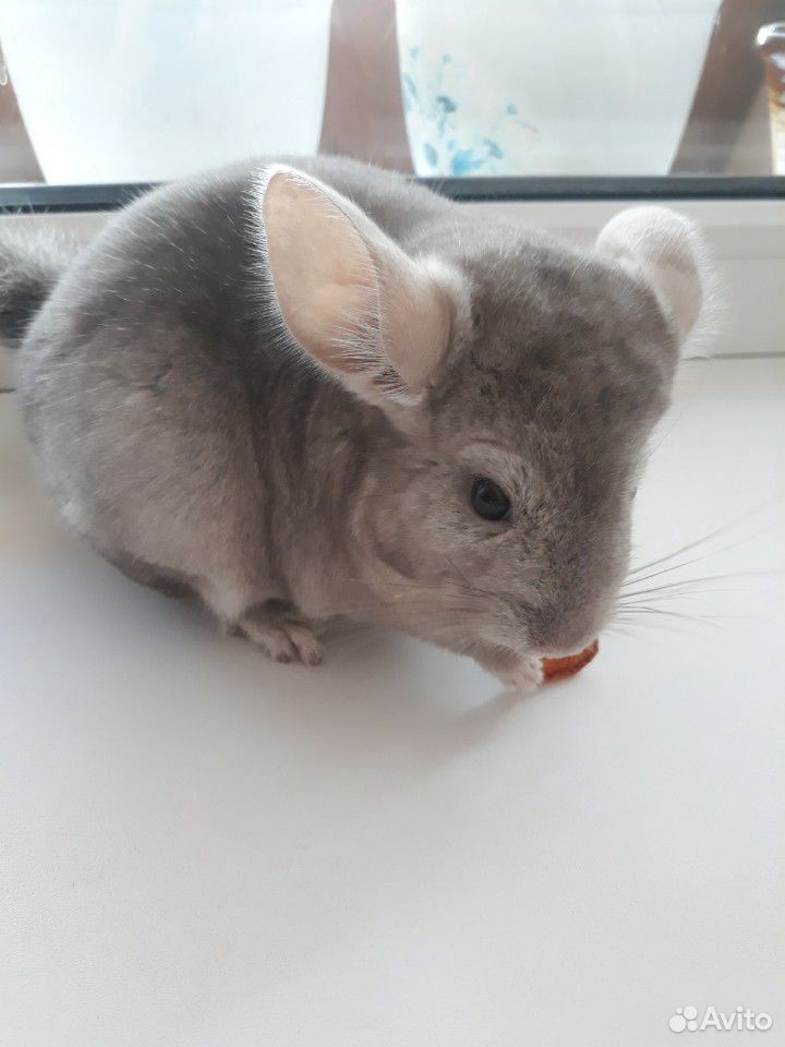 Шиншиленок мальчик