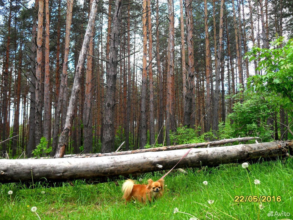 Чихуа на вязку