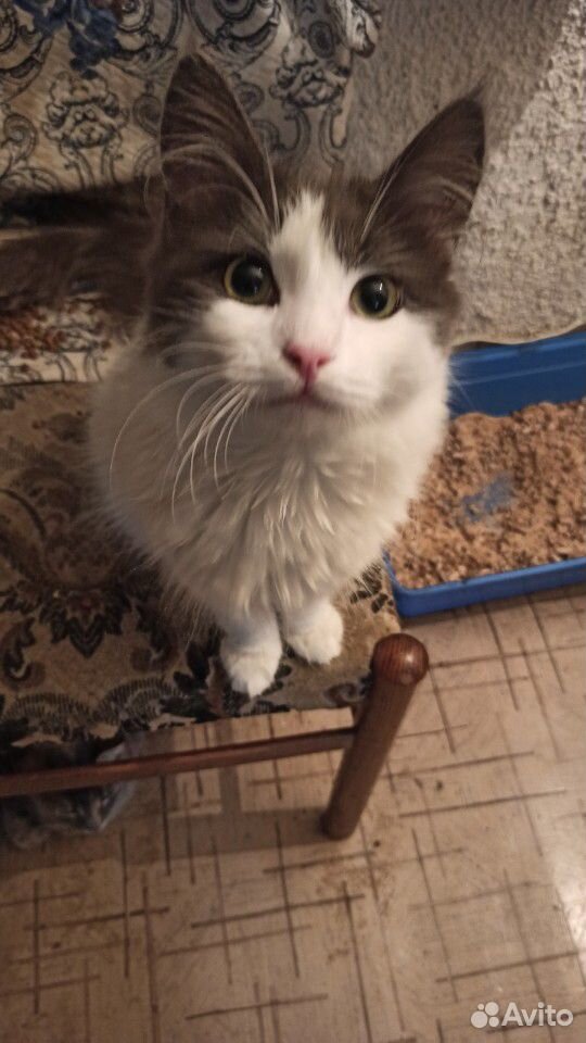 Котёнок Тёма