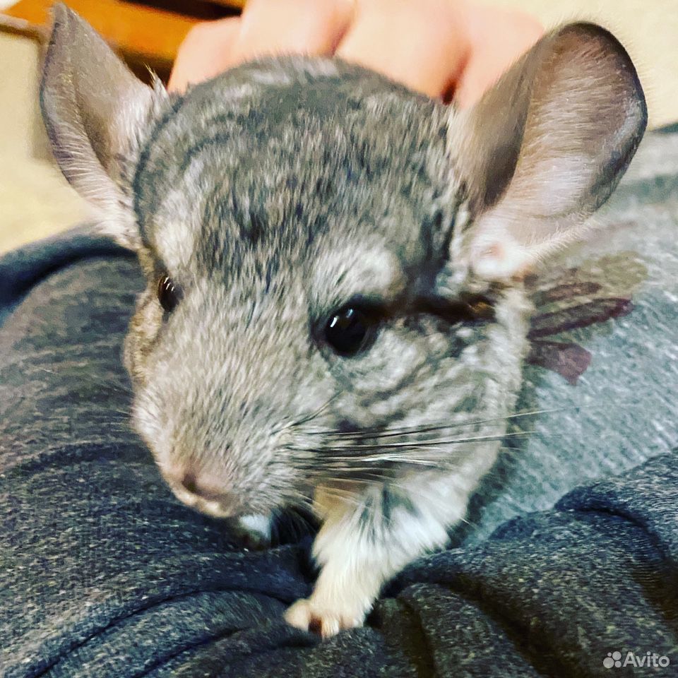 Чудный малыш шиншиллы 2 мес