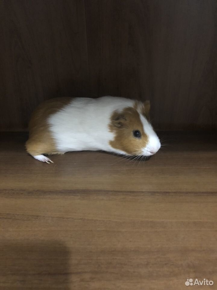 Морская свинка