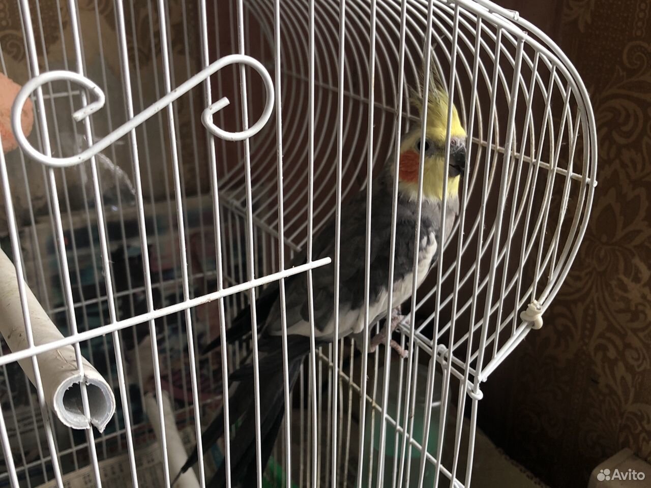 Отдам в хорошие руки попугая