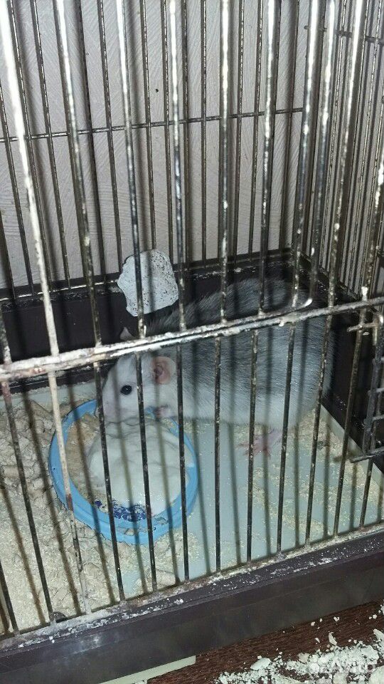 Отдам крыску