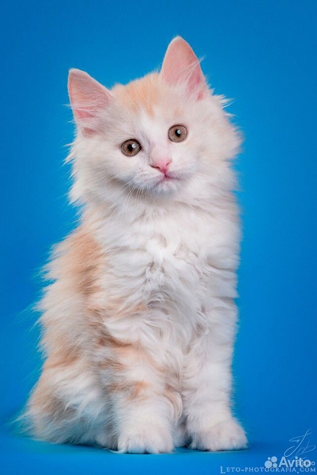 Кошечки курильский бобтейл