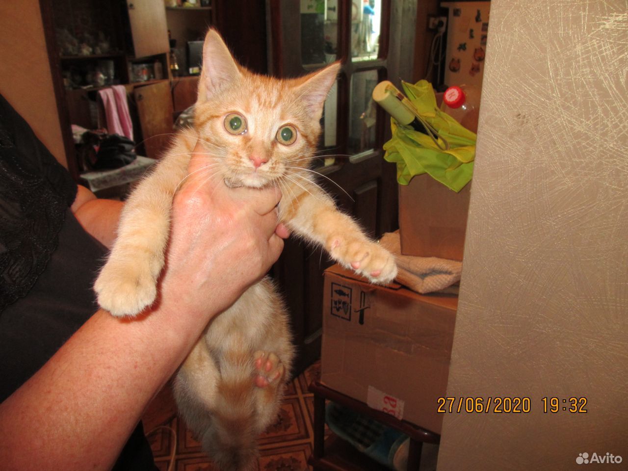 Рыжий котенок мальчик